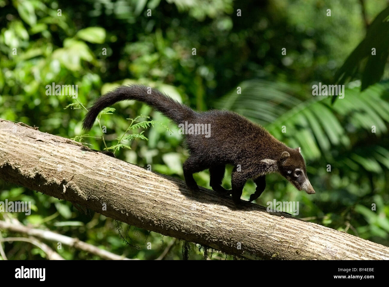 Coati mundi in Arenal, Costa Rica Stock Photo - Alamy