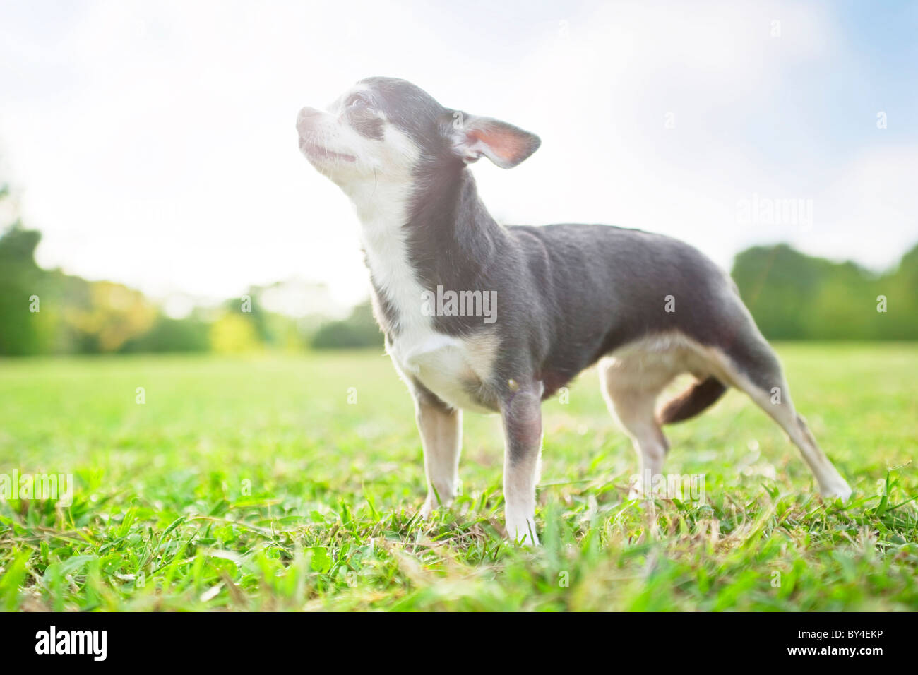 Side view of Chihuahua Stock Photo - Alamy