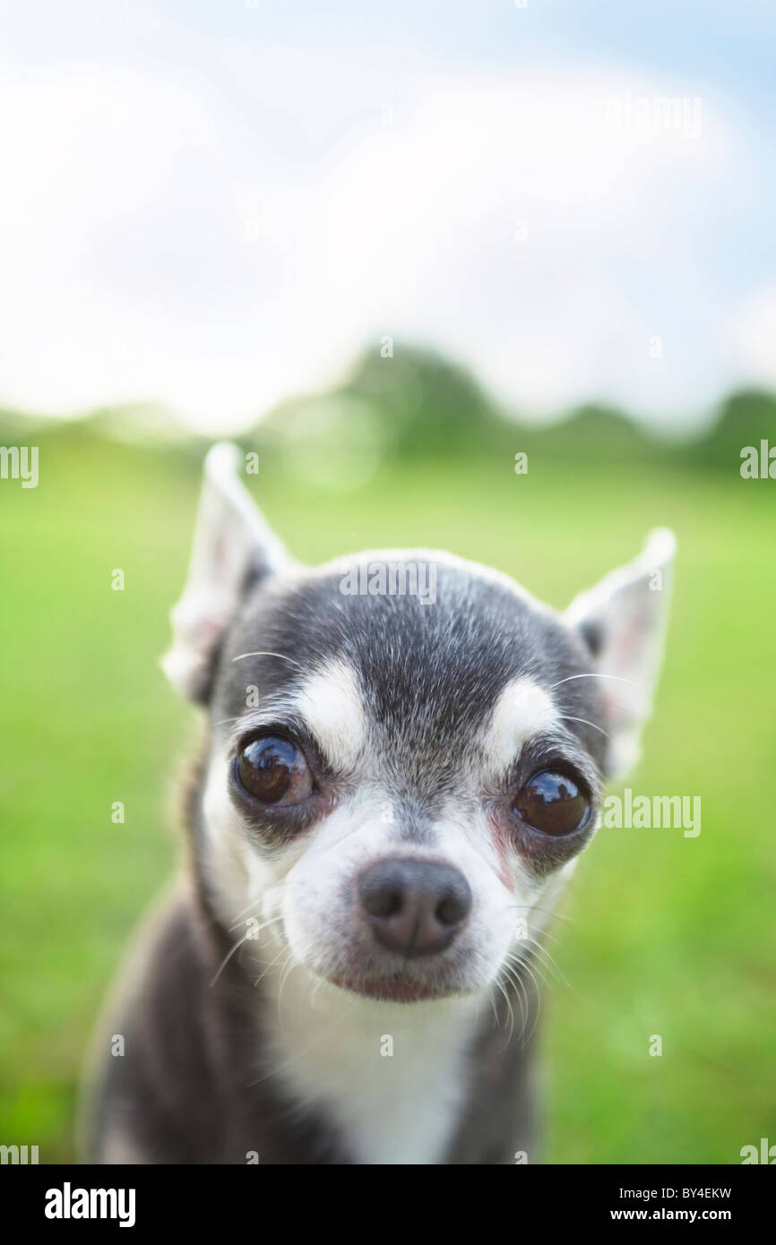 Front view of Chihuahua Stock Photo - Alamy