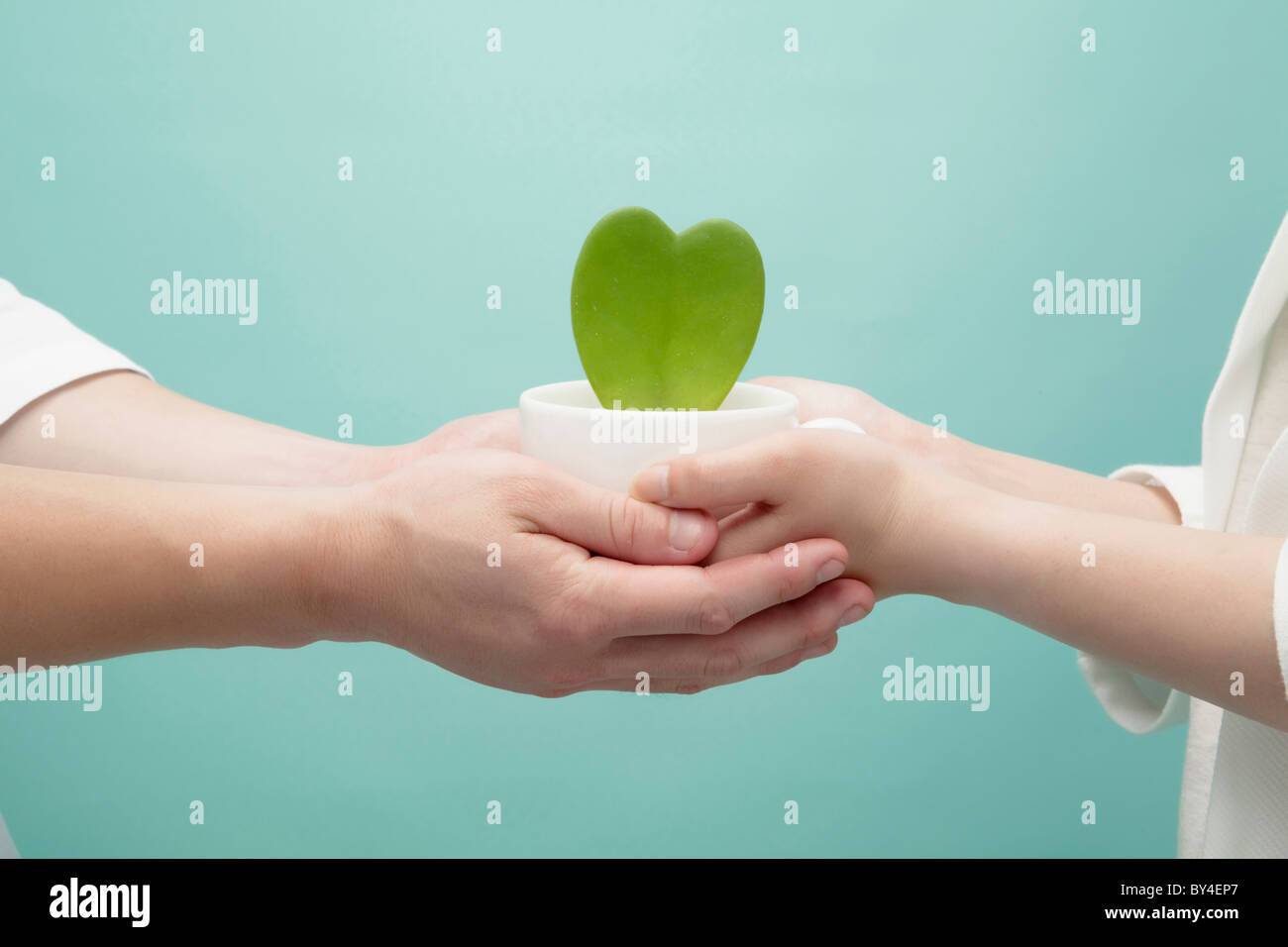 Hands holding a plant Stock Photo - Alamy