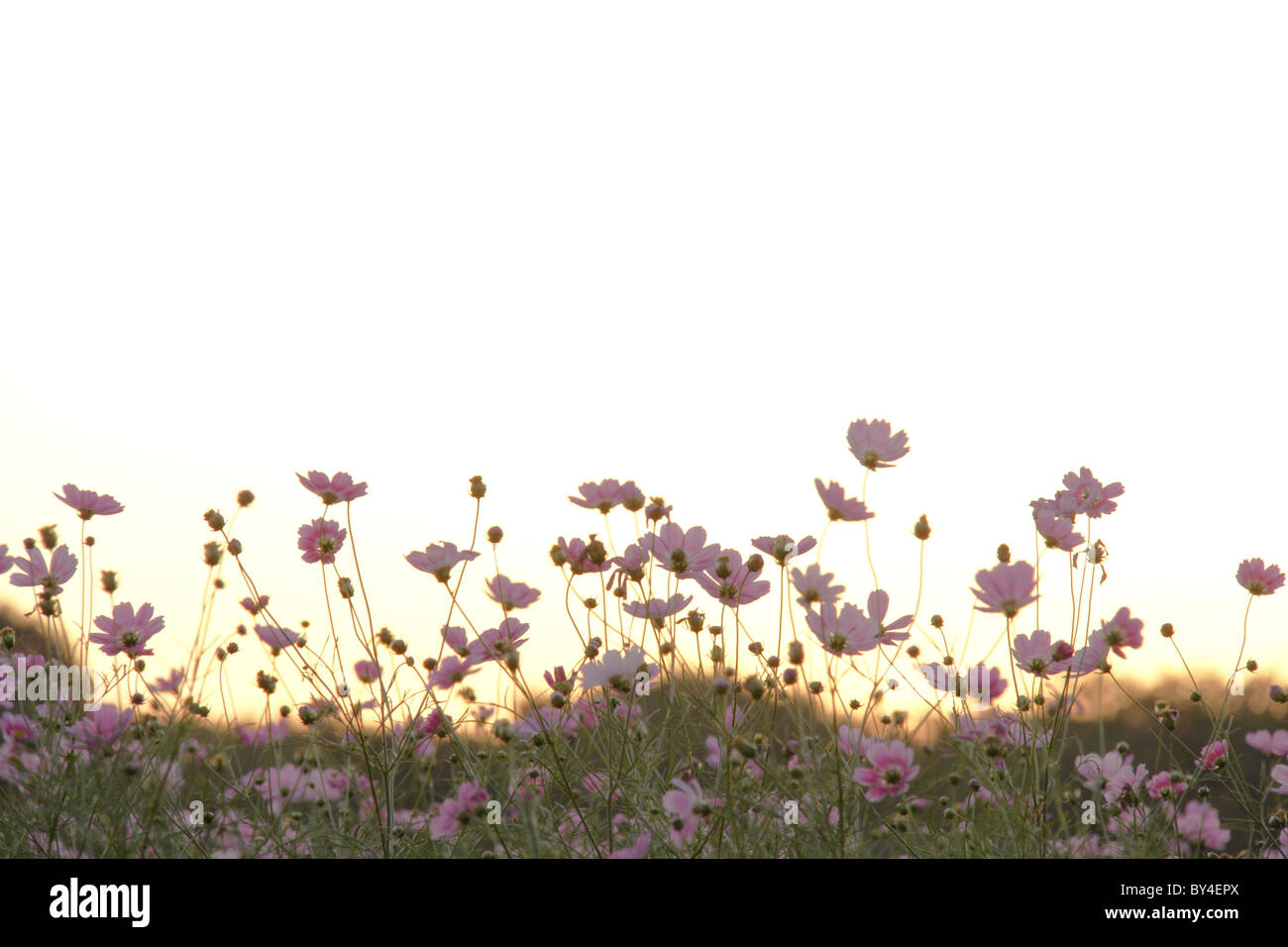 Cosmos Flower Japan Autumn High Resolution Stock Photography and Images ...