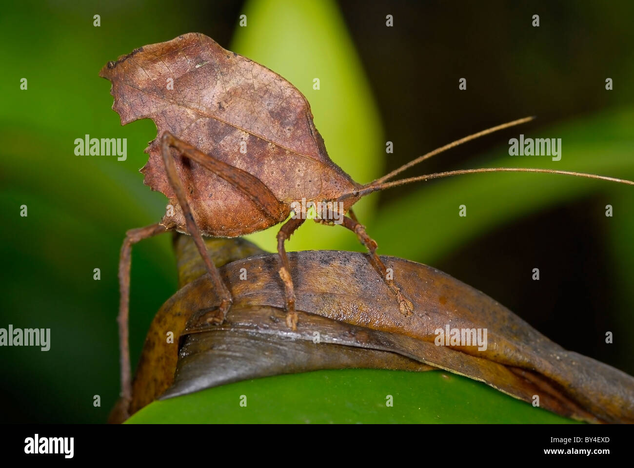 Leaf Katydid "Mimetica incisa" from Costa Rica Stock Photo - Alamy
