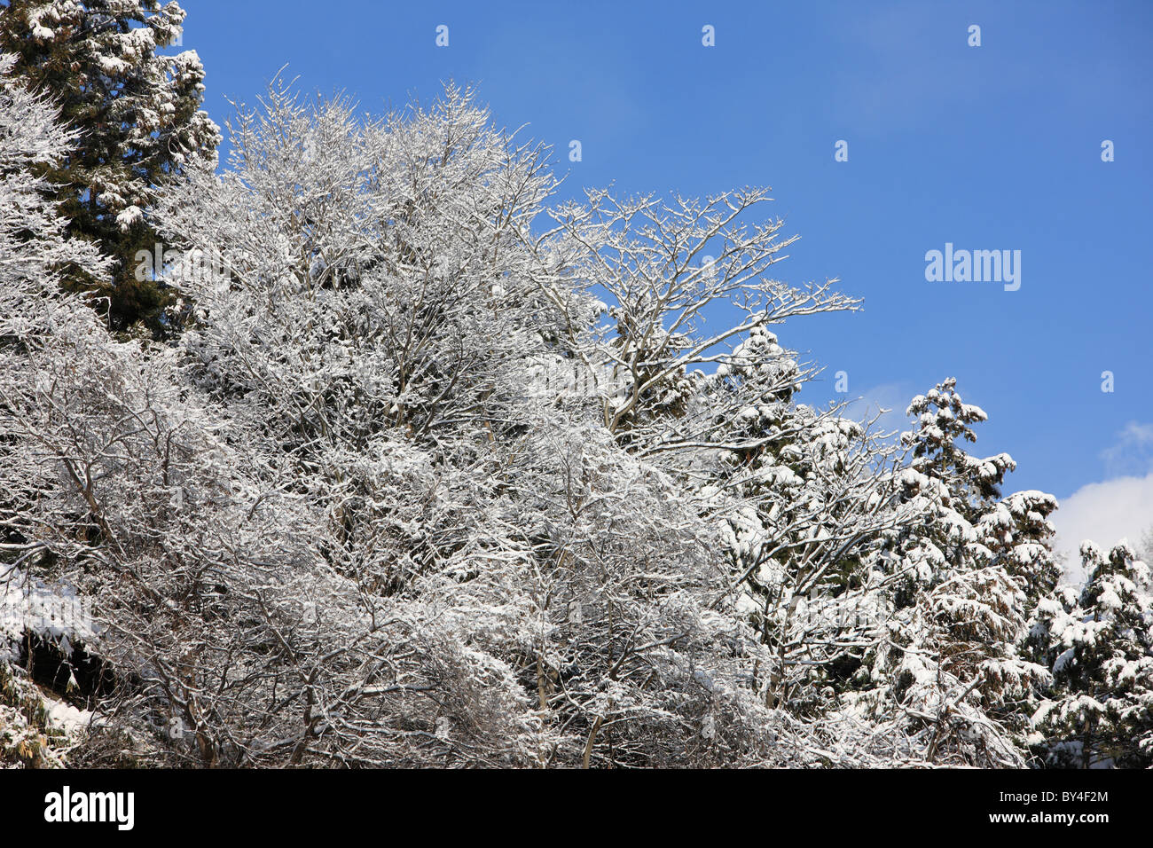 Snow on Trees Stock Photo - Alamy
