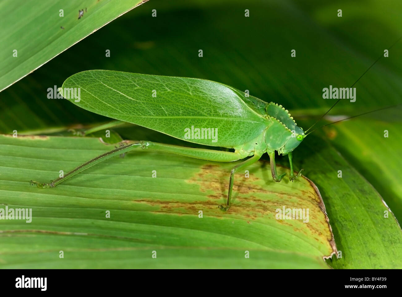 Leaf Katydid "Steirodon stali" from Costa Rica Stock Photo - Alamy