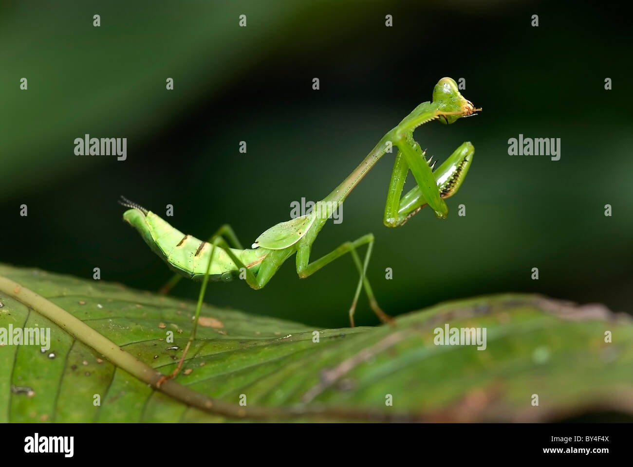 Praying mantis "Stagmatoptera sp." from Costa Rica Stock Photo - Alamy
