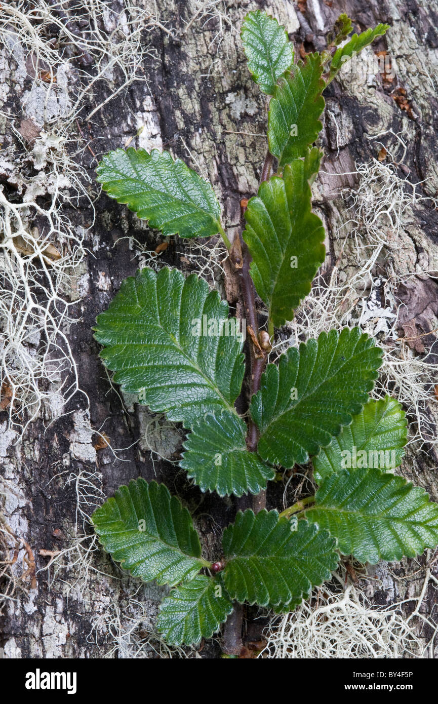 Lenga (Nothofagus pumilio) leaves with bark in the background Parque ...