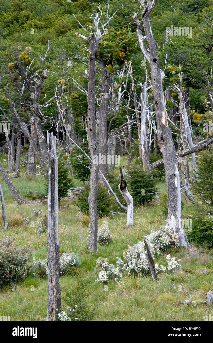 Nothofagus Forest interior Parque Nacional Tierra del Fuego west of ...