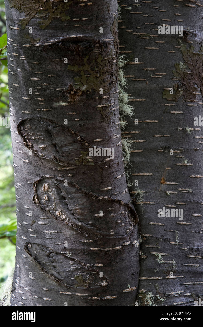 Lenga (Nothofagus pumilio) bark young tree Parque Nacional Tierra del ...