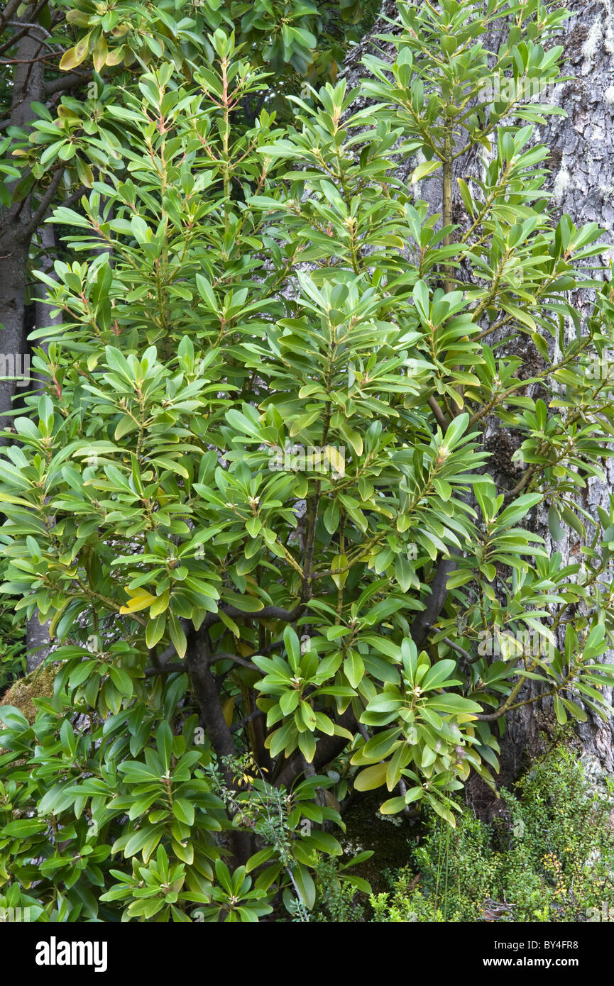 Winters bark drimys winteri hi-res stock photography and images - Alamy