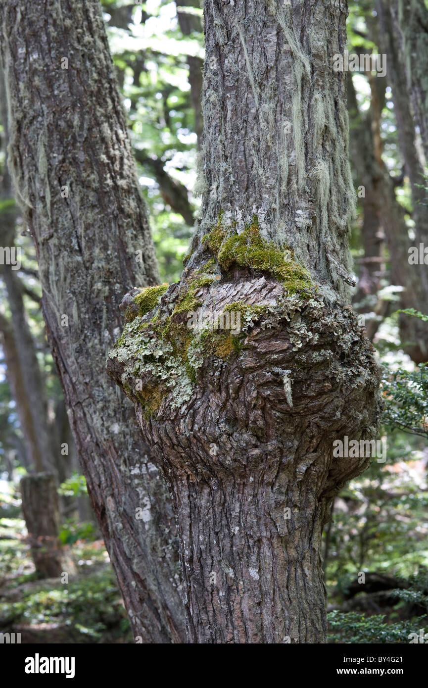 Globose tumour, "knot" on Nothofagus tree trunk, malformation Cyttaria ...