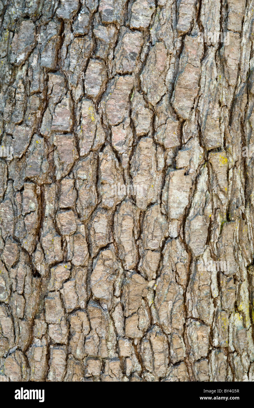 Nothofagus sp hi-res stock photography and images - Alamy