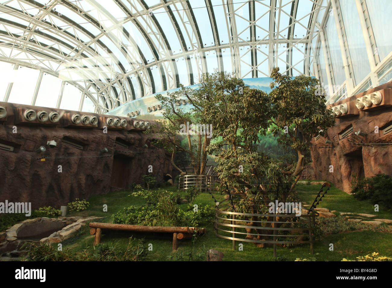 Giant Panda, Panda at the Macau Panda's Pavillion, Macau Stock Photo ...