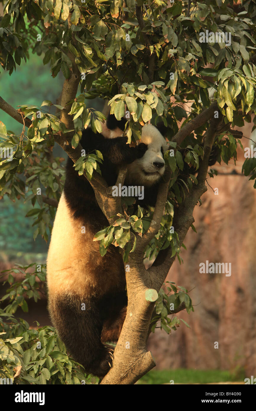 Giant Panda, Panda at the Macau Panda's Pavillion, Macau Stock Photo ...