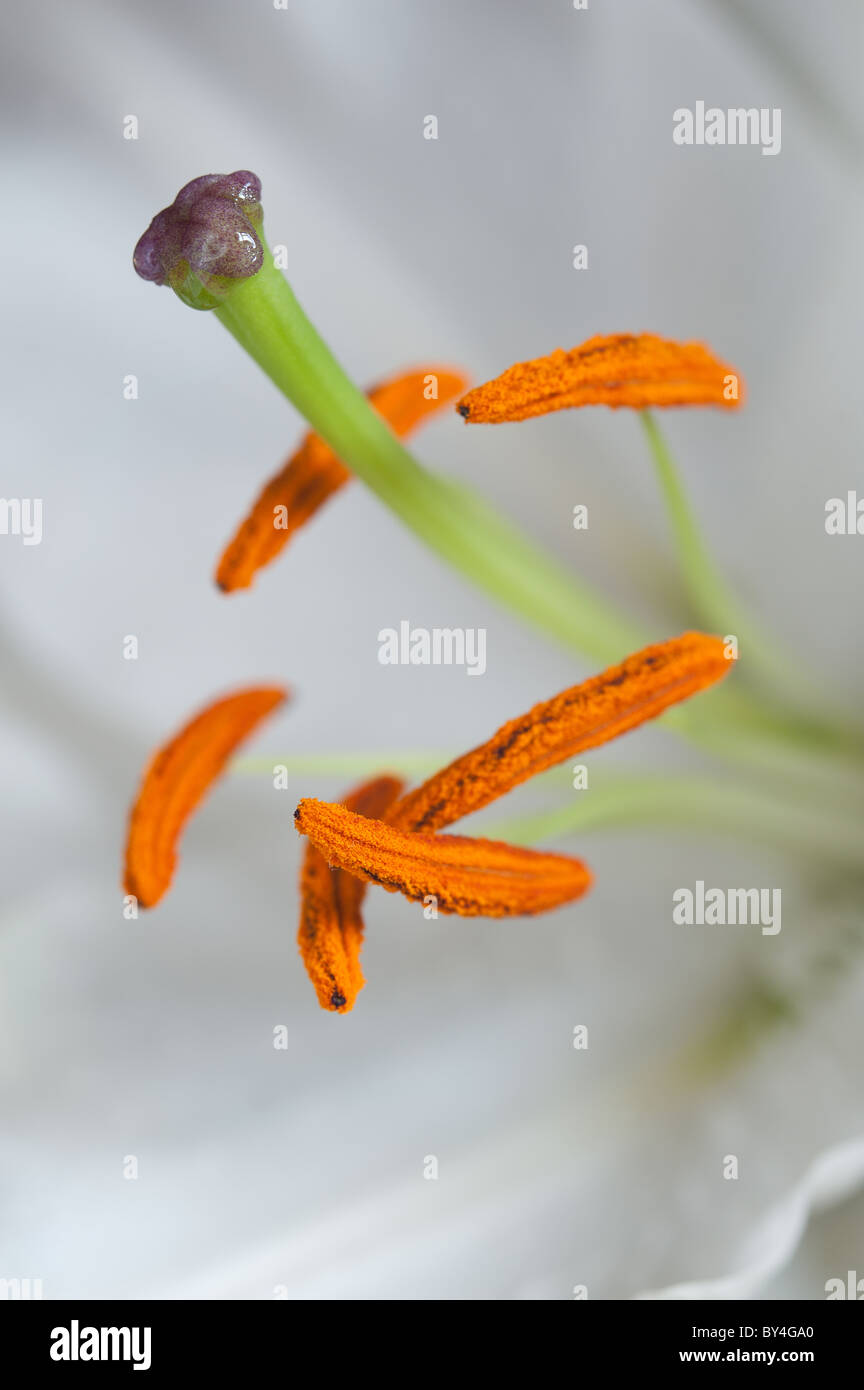 Flowering white lily Lilium japonicum with bright orange pollen on ...