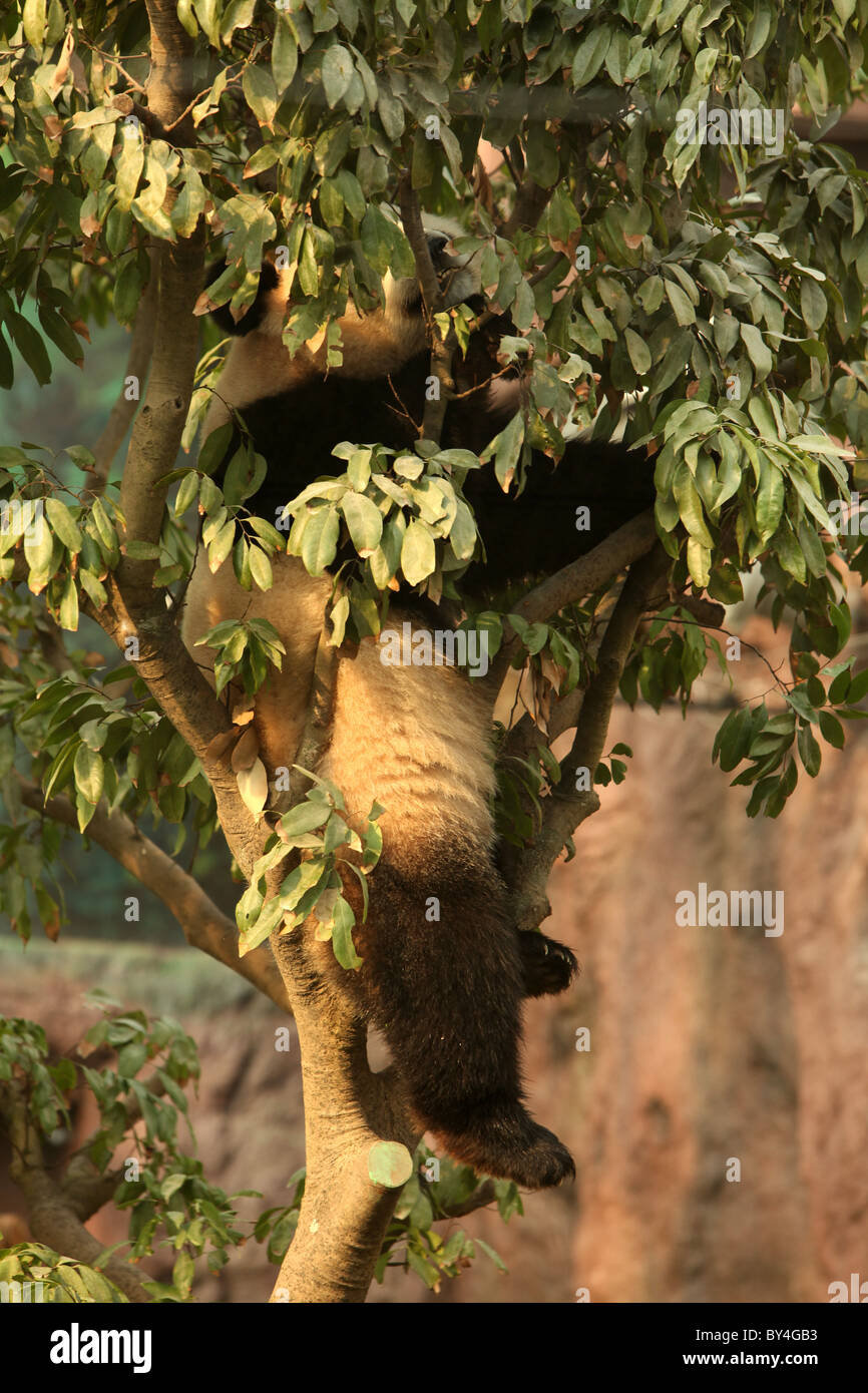 Giant Panda, Panda at the Macau Panda's Pavillion, Macau Stock Photo ...