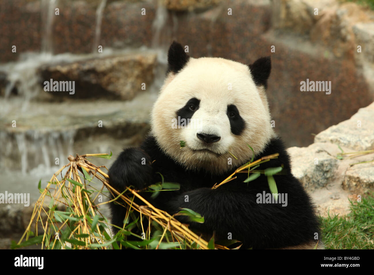 Giant panda panda macau pandas hi-res stock photography and images - Alamy