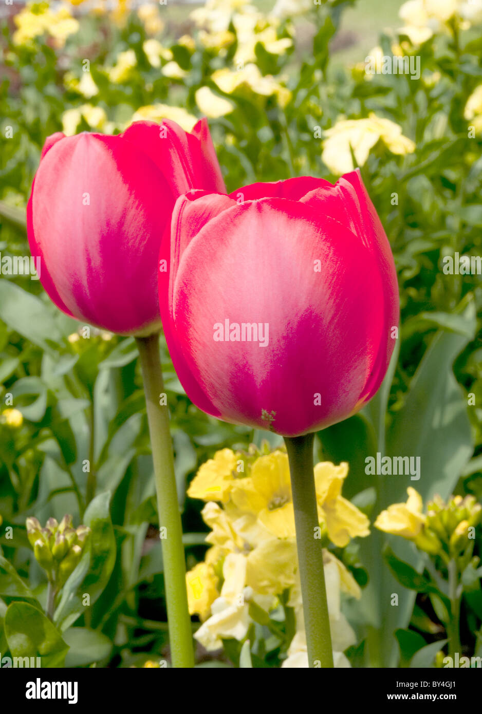 Tulips Princes Street Gardens Edinburgh Scotland Stock Photo - Alamy