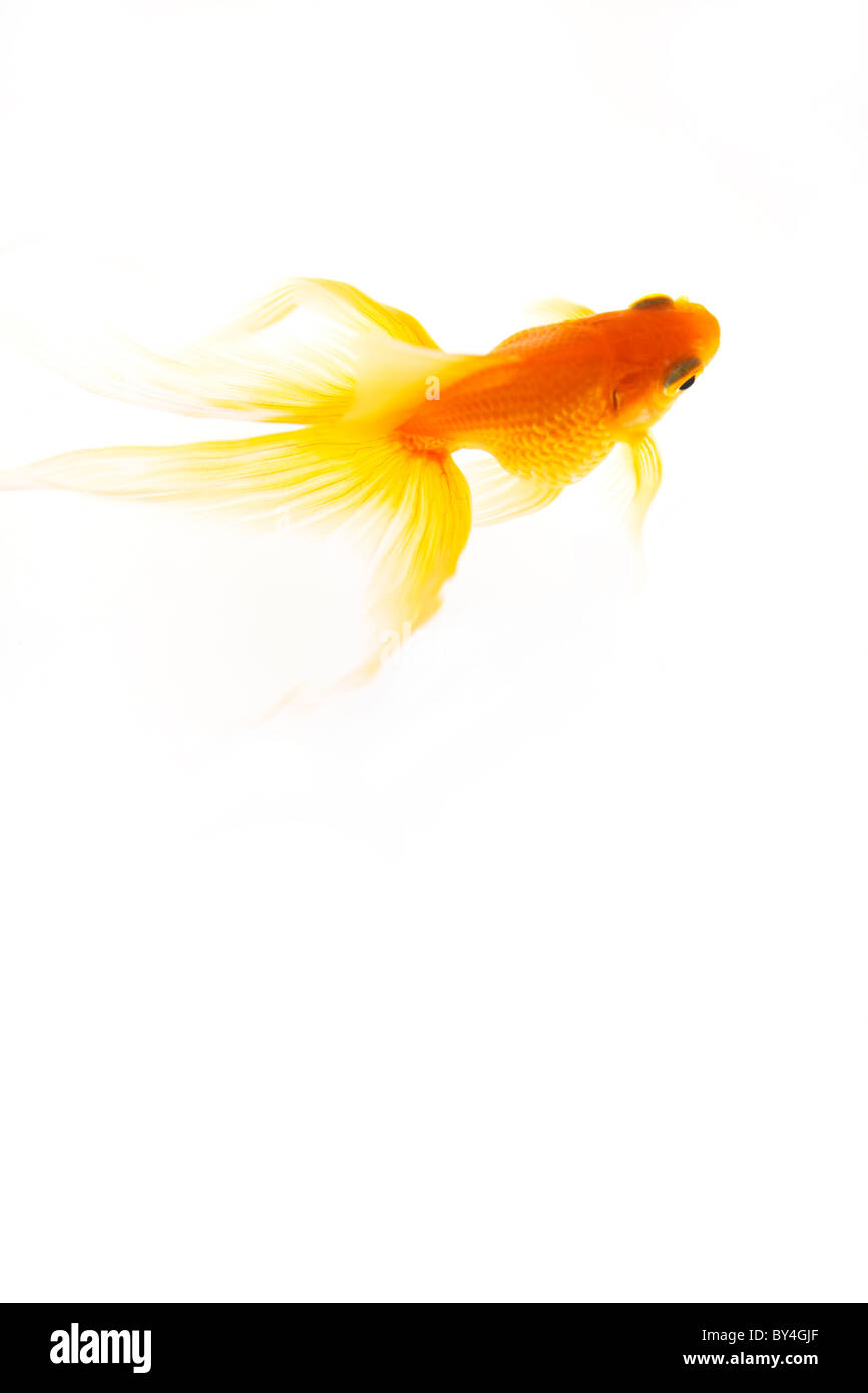 Goldfish Against White Background Stock Photo - Alamy