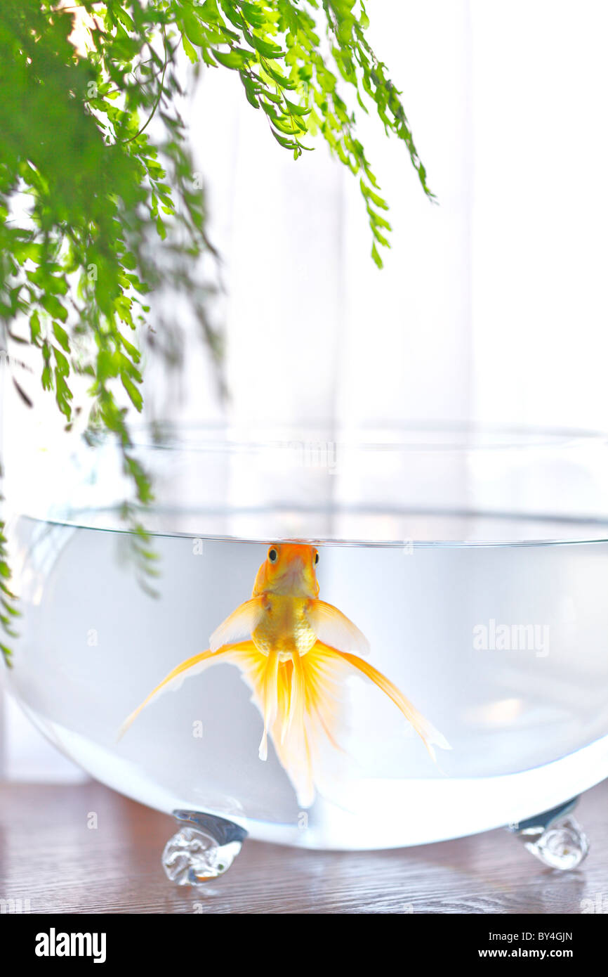 Goldfish hi-res stock photography and images - Alamy