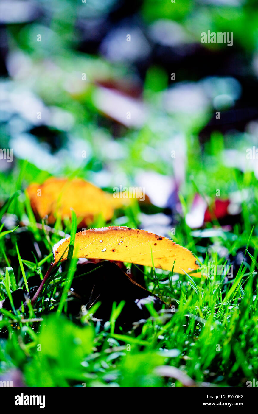 Four leaf grass hi-res stock photography and images - Alamy