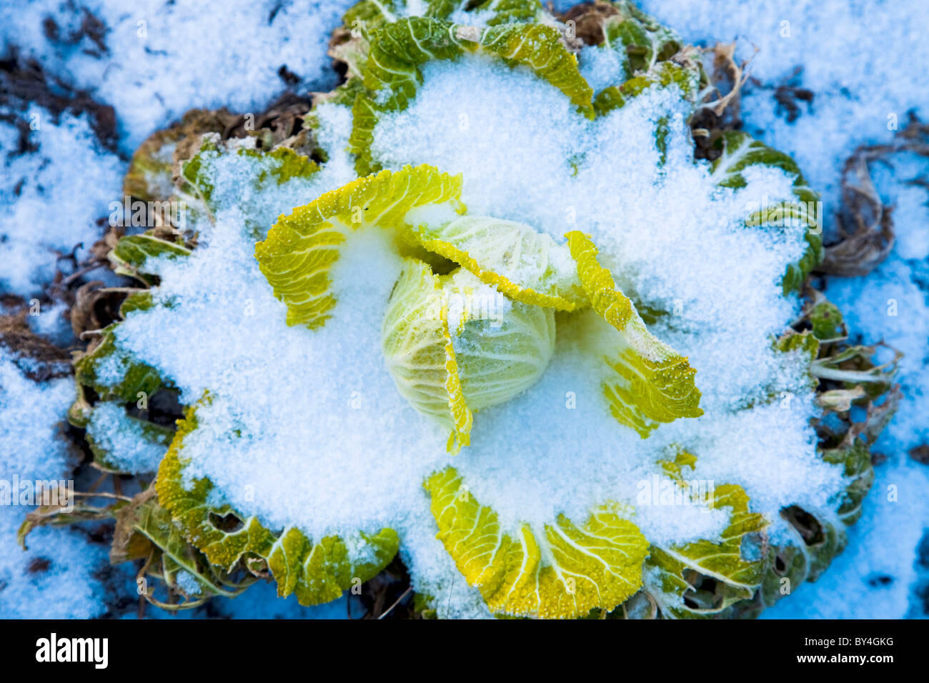 Snow cabbage hi-res stock photography and images - Alamy