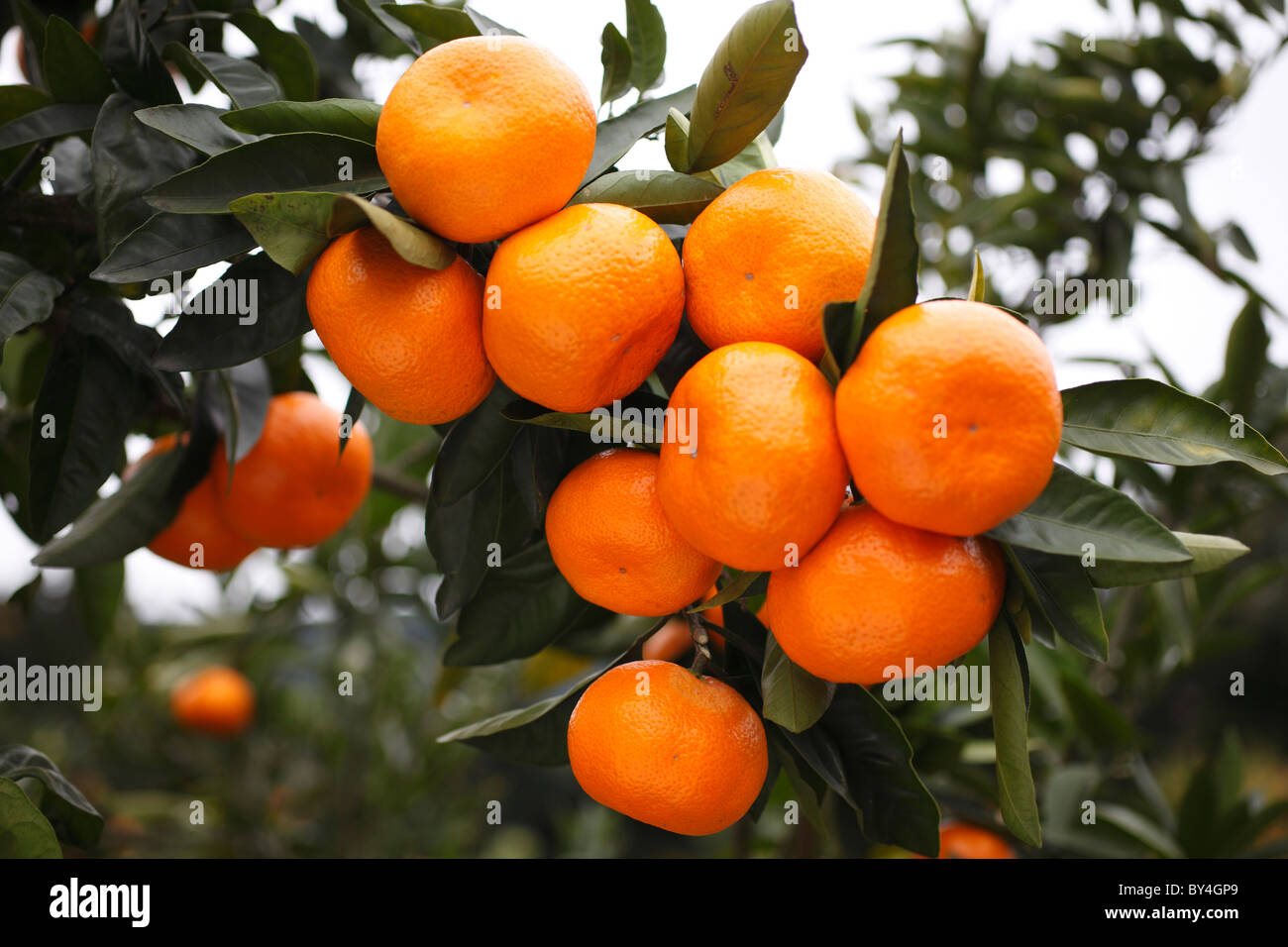 Mandarin oranges hi-res stock photography and images - Alamy