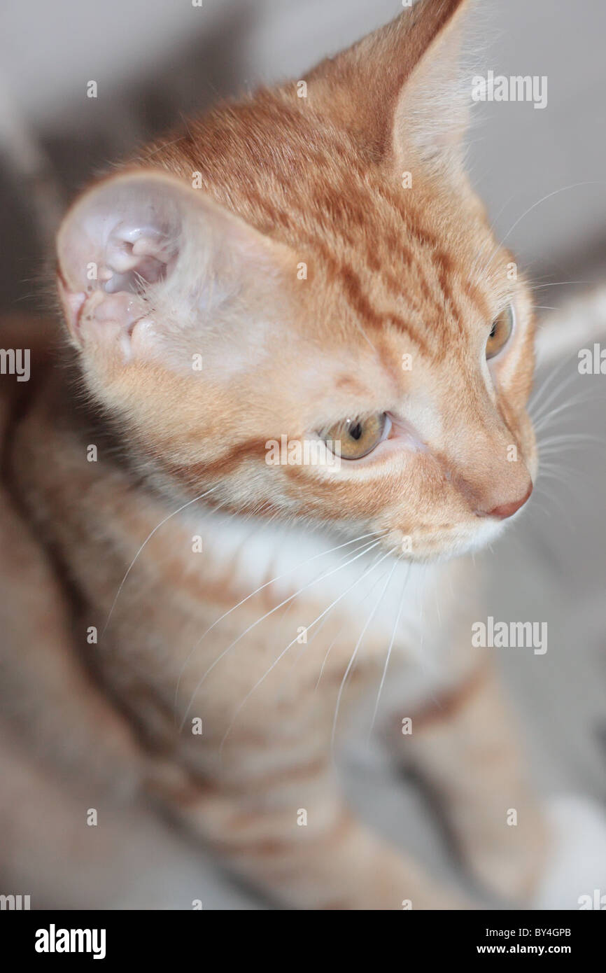 Side View of a Kitten Stock Photo - Alamy