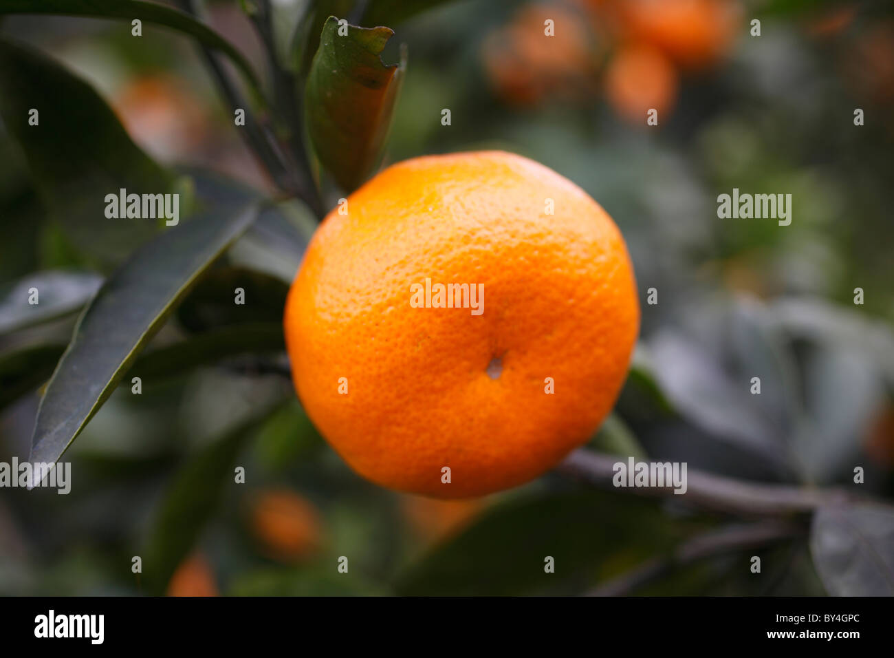 Produce Crops High Resolution Stock Photography and Images - Alamy