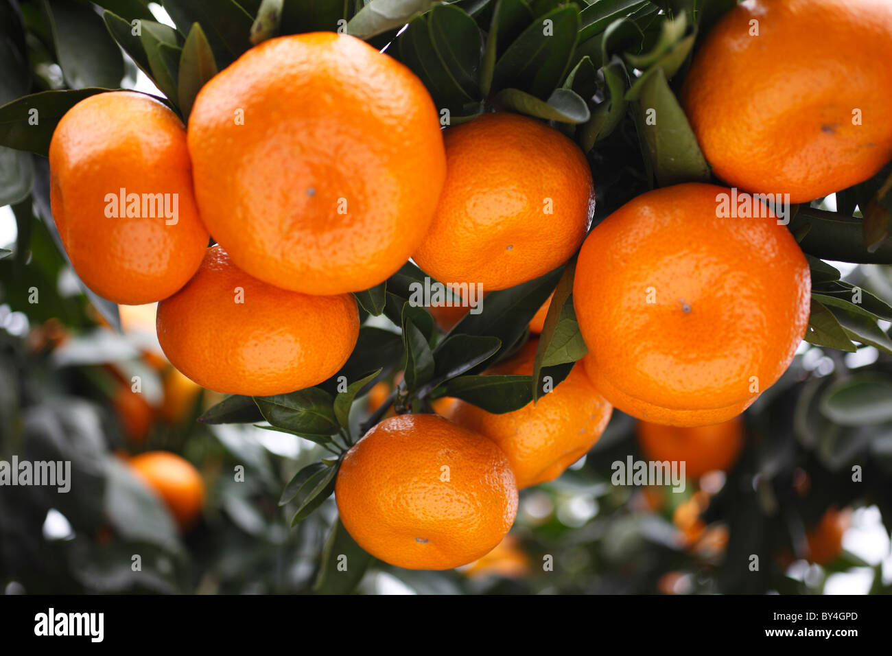 Mandarin oranges hi-res stock photography and images - Alamy
