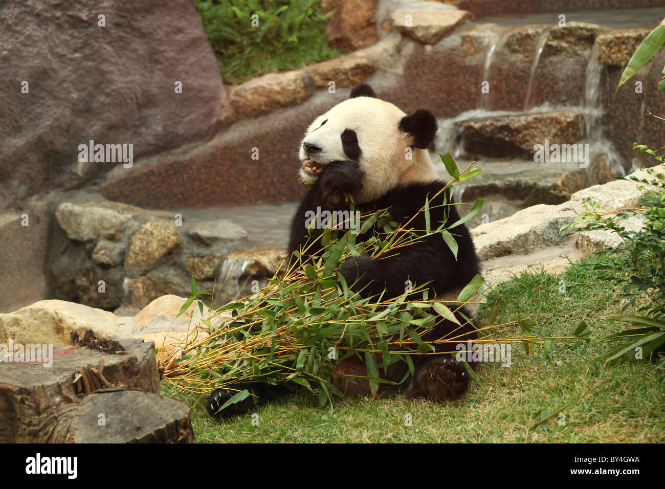 Giant Panda, Panda at the Macau Panda's Pavillion, Macau Stock Photo ...
