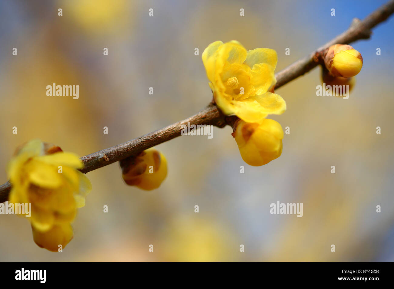 Wintersweet High Resolution Stock Photography and Images - Alamy