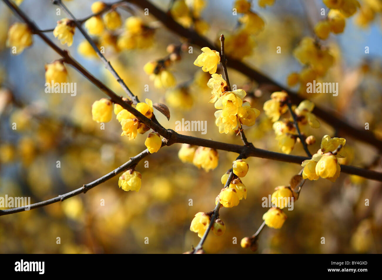 Wintersweet hi-res stock photography and images - Alamy