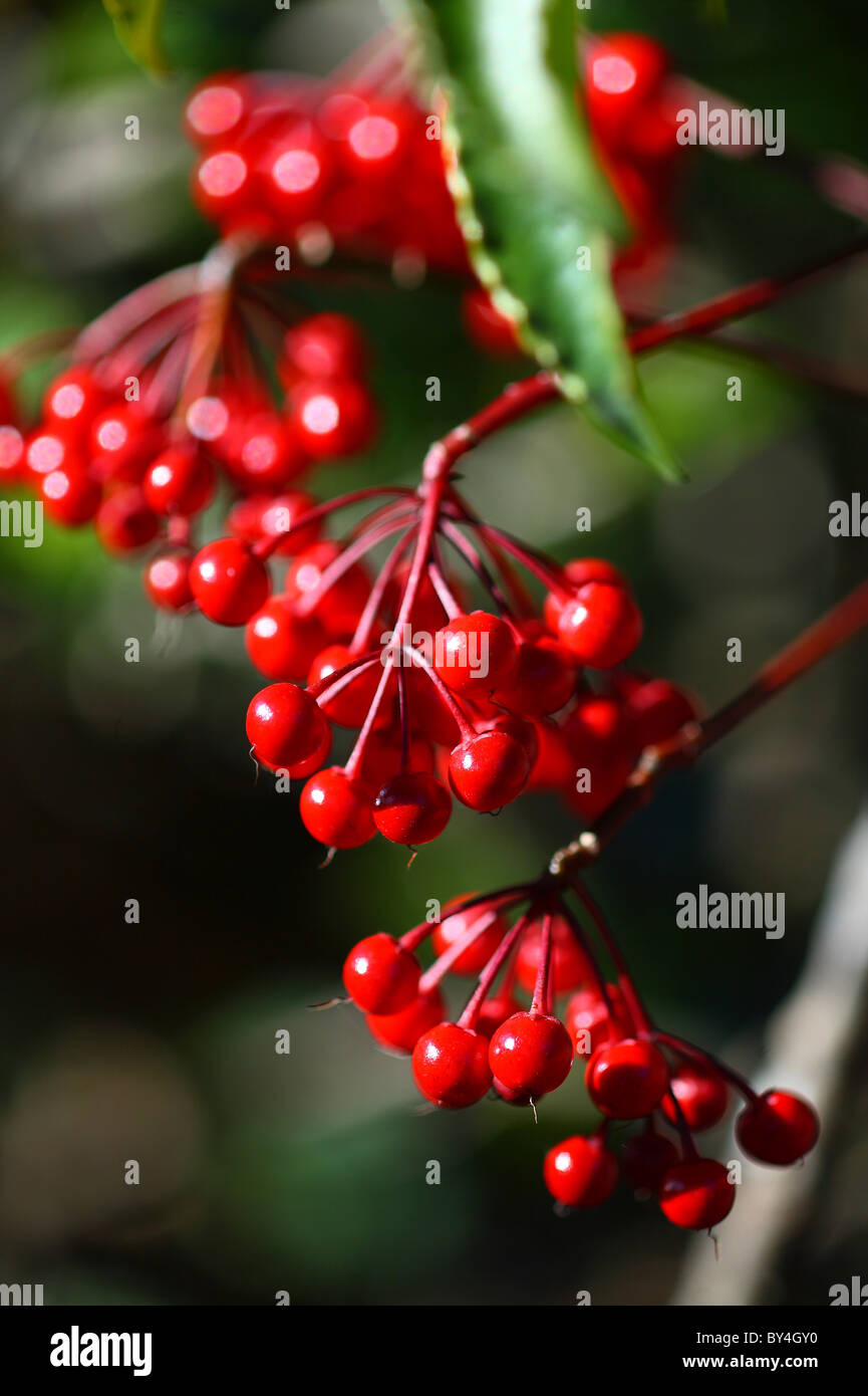 Coralberry hi-res stock photography and images - Alamy