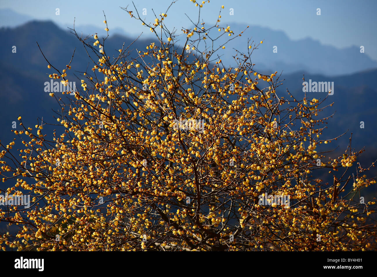 Wintersweet hi-res stock photography and images - Alamy