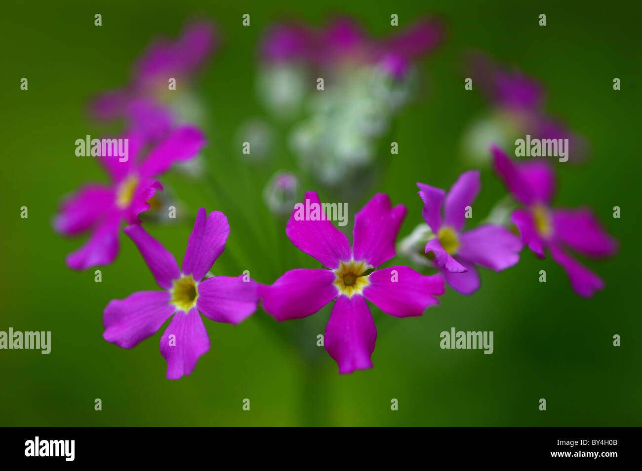 Primroses pink flowers hi-res stock photography and images - Alamy