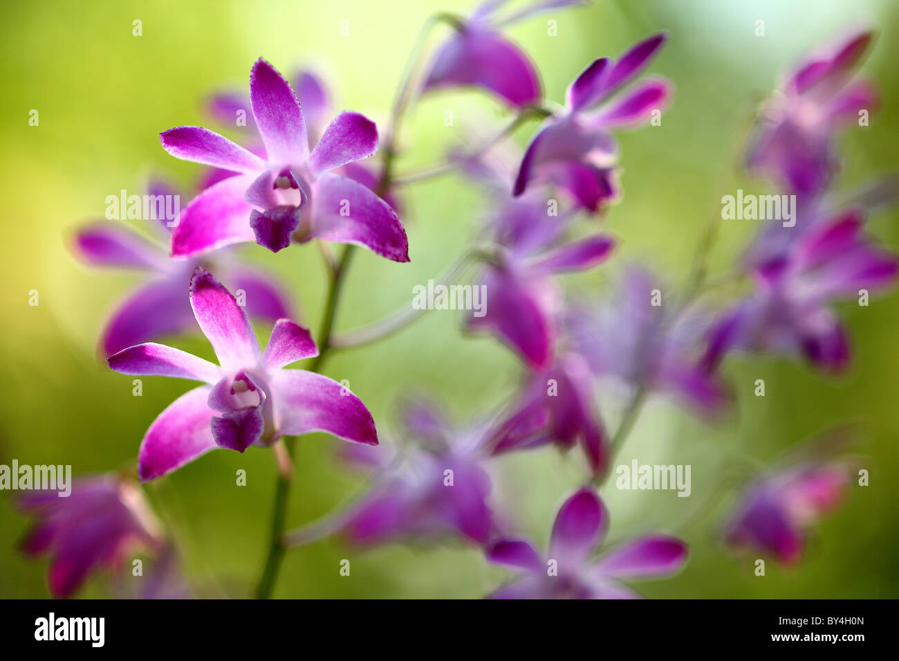 Dendrobium orchid flower photography hi-res stock photography and ...