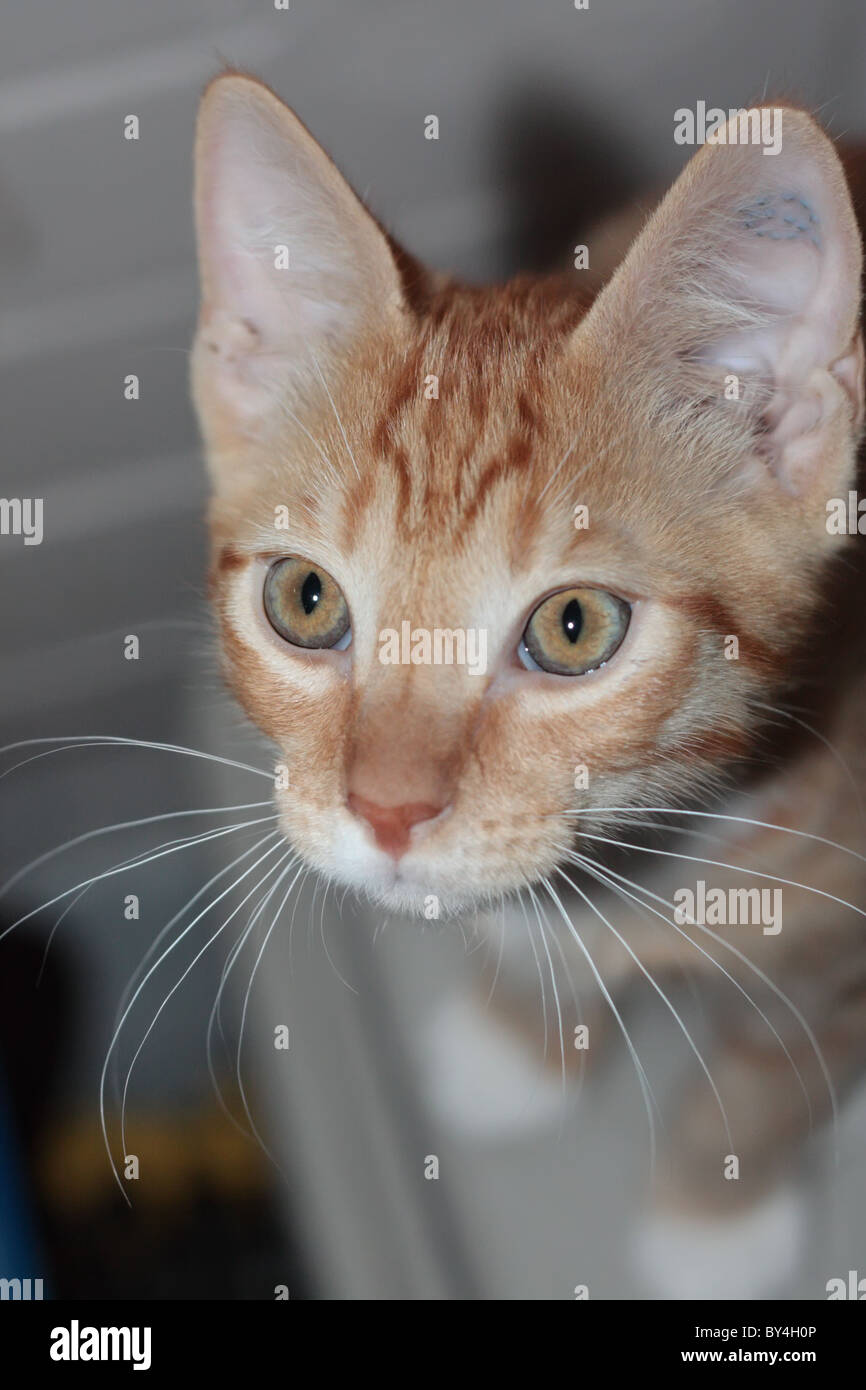 Cute Ginger Tabby Stock Photo - Alamy