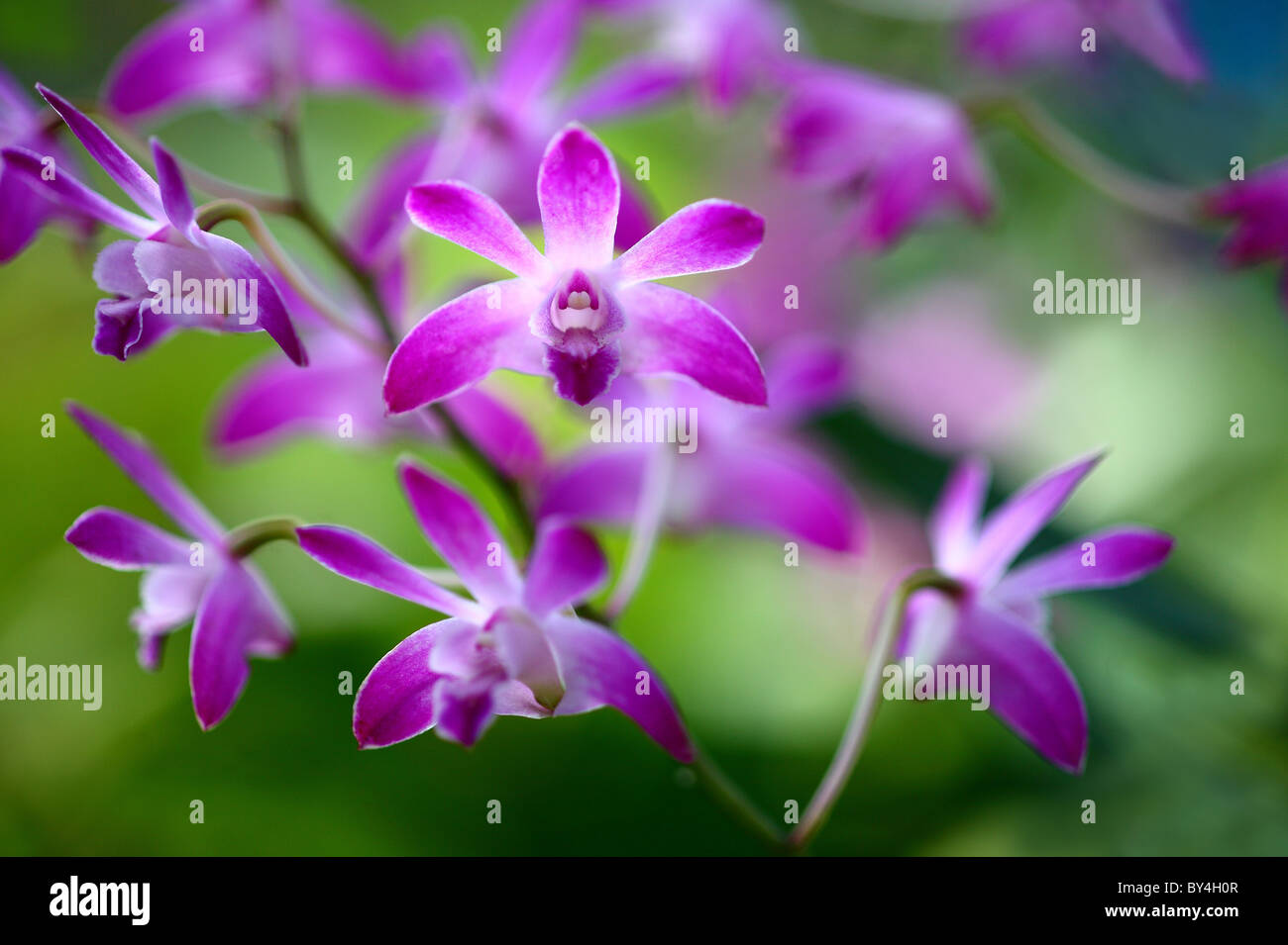 Dendrobium orchid flower photography hi-res stock photography and ...