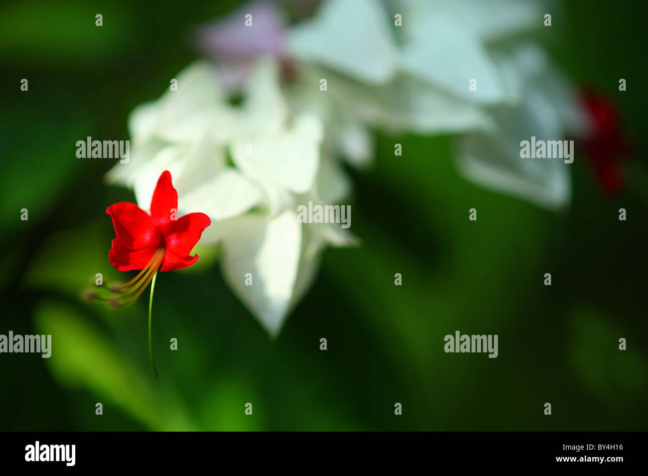 Bagflowers hi-res stock photography and images - Alamy