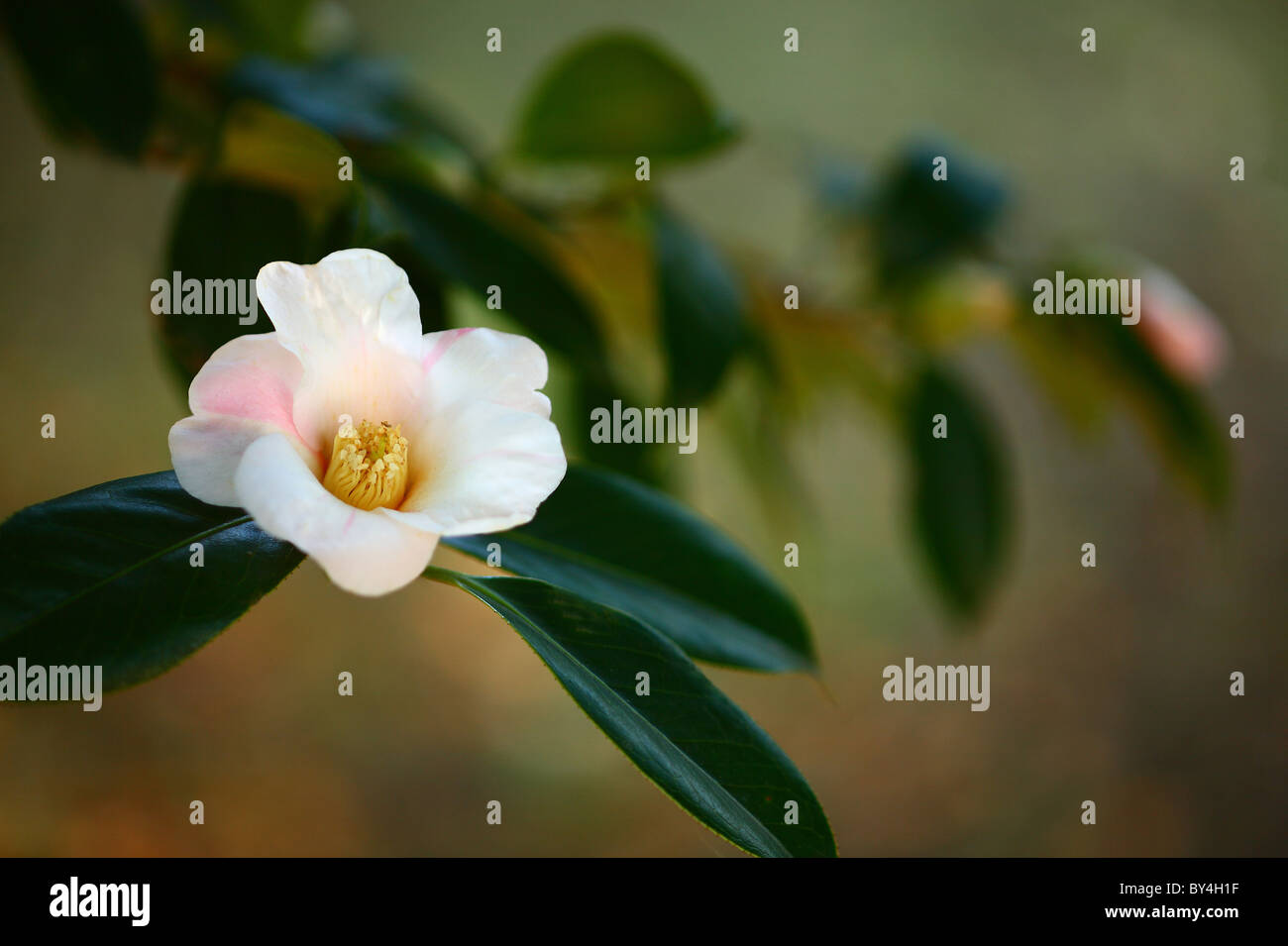Camellia asia hi-res stock photography and images - Alamy
