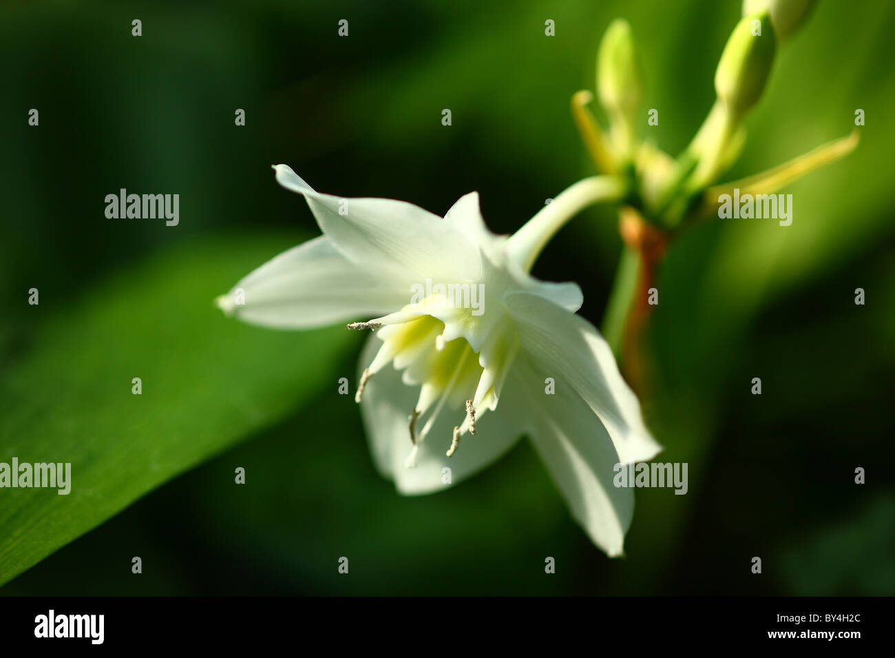 Single Amazon Lily Flower Stock Photo - Alamy