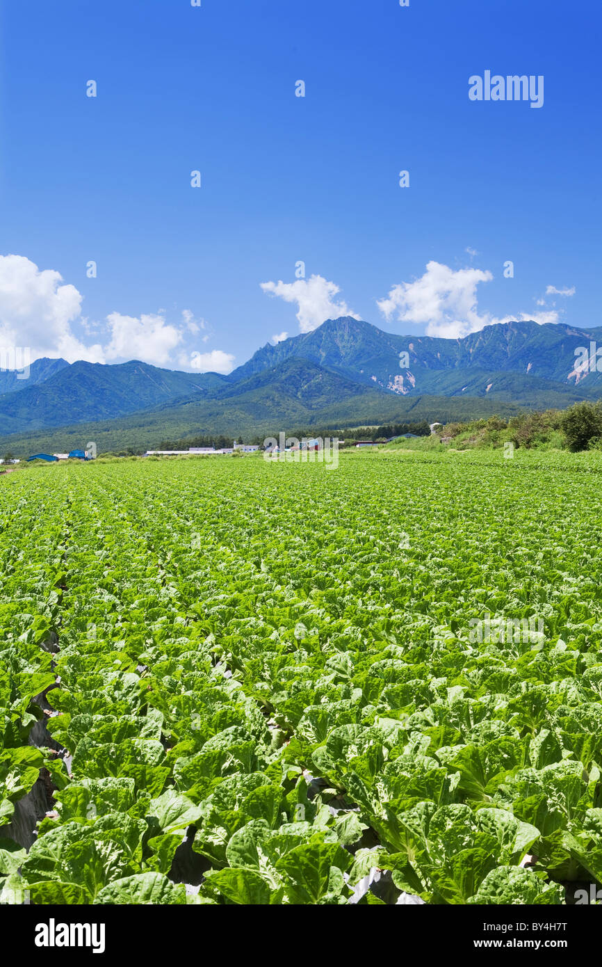 Field of lettuce hi-res stock photography and images - Alamy