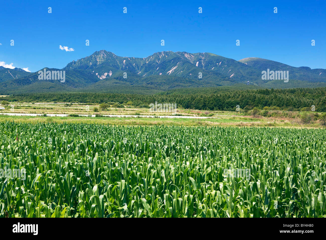 Corn Field and Mountains Stock Photo - Alamy