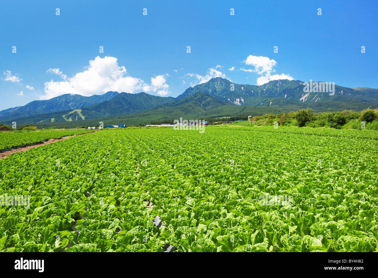 Chinese Cabbage Field and Mountains Stock Photo - Alamy