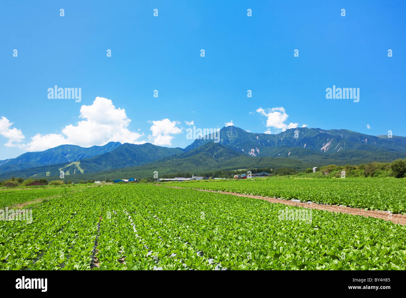 Chinese Cabbage Field and Mountains Stock Photo - Alamy