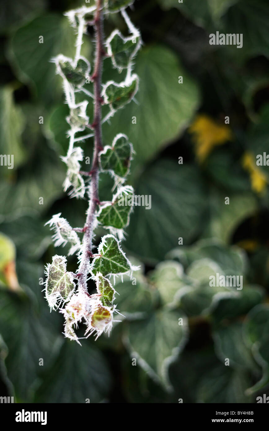 Frost spikes hi-res stock photography and images - Alamy