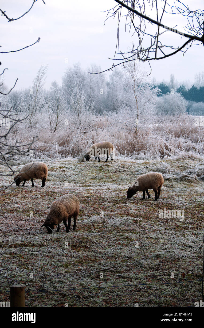 Strong sheep hi-res stock photography and images - Alamy