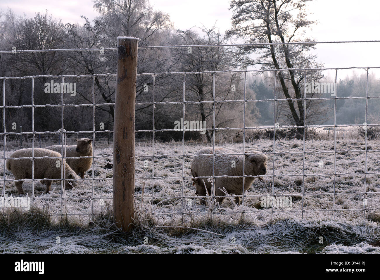 Strong frost across the land as these sheep graze Stock Photo - Alamy