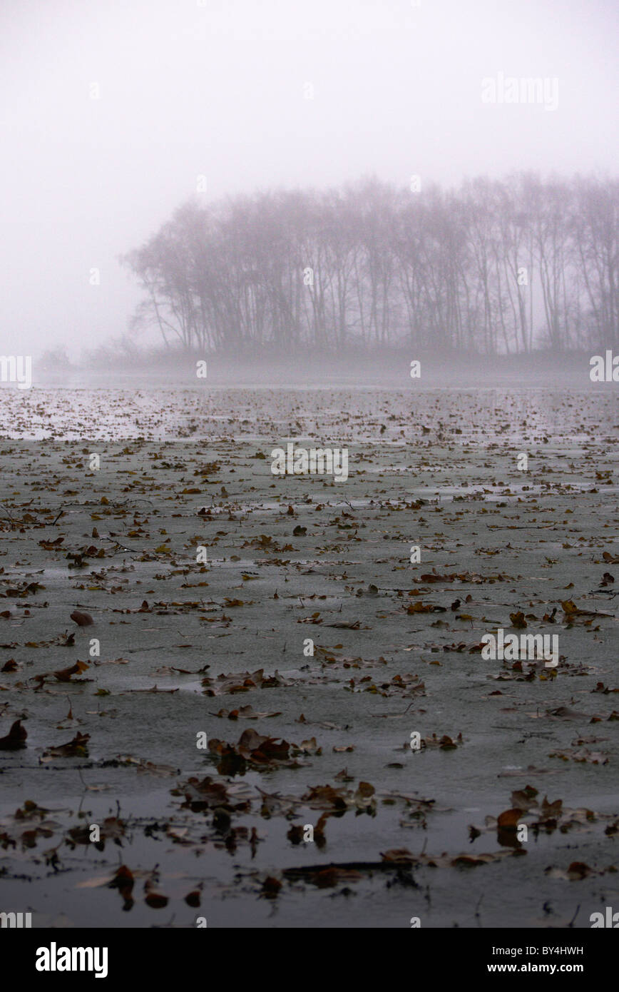 Misty morning across a leaf peppered icy lake Stock Photo - Alamy