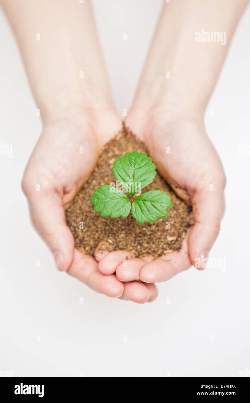 Hand holding sapling Stock Photo - Alamy